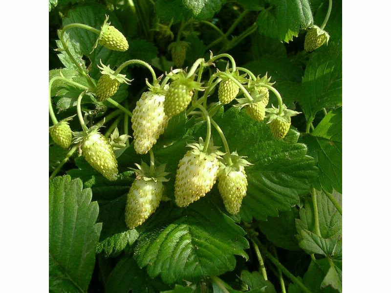 Ahomansikka Yellow – Suomen Siemenpankki