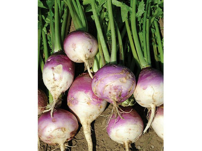 Nauris – Suomen Siemenpankki